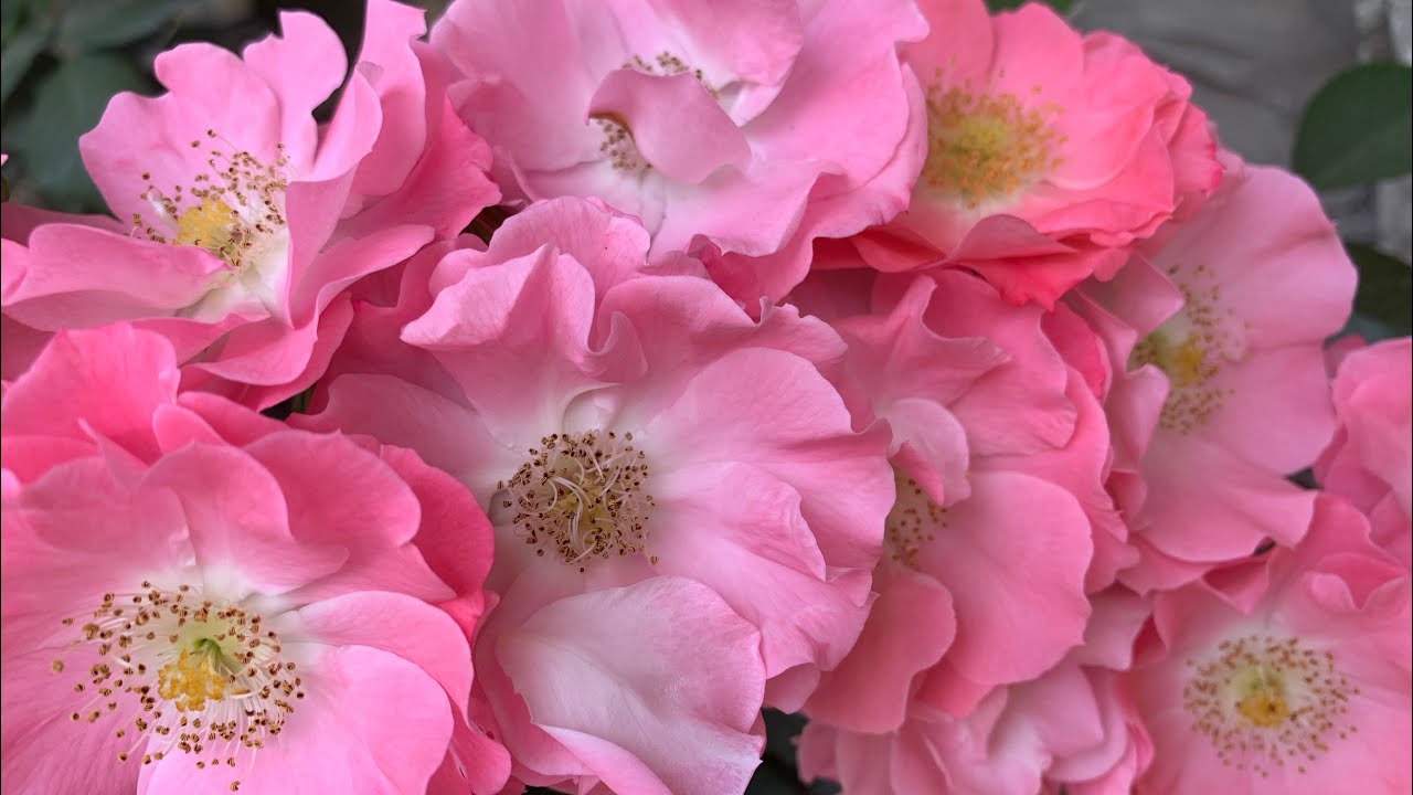 Роза Мишель Бра ( Rose Michel Bras ) Floribunda - YouTube