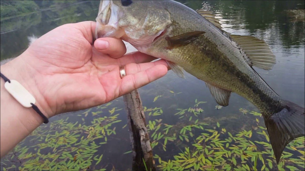 Fishing old strip mine pits in the woods - YouTube