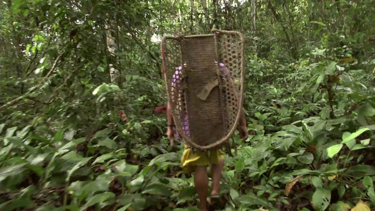 Amérindiens Wayanas, un peuple entre deux mondes - YouTube