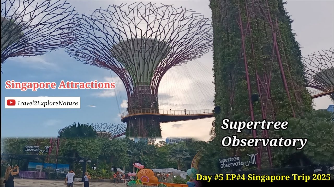 Light and Sound Show | Supertree Observatory Singapore Attractions ...
