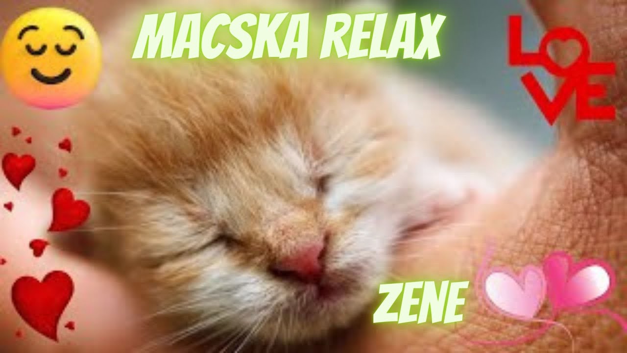Macska relax zene 🐱 Macska altató zene 🐱 Macska nyugtató zenék 🐱 ...