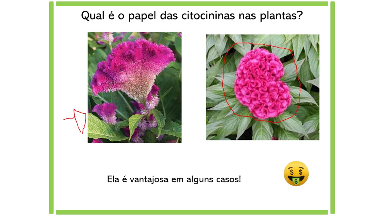 Parte 2 Citocininas Hormônios Vegetais - YouTube