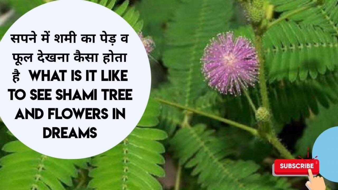 Sapne me shami ka ped or phool dekhne ka matlab | सपने में शमी का पेड़ ...