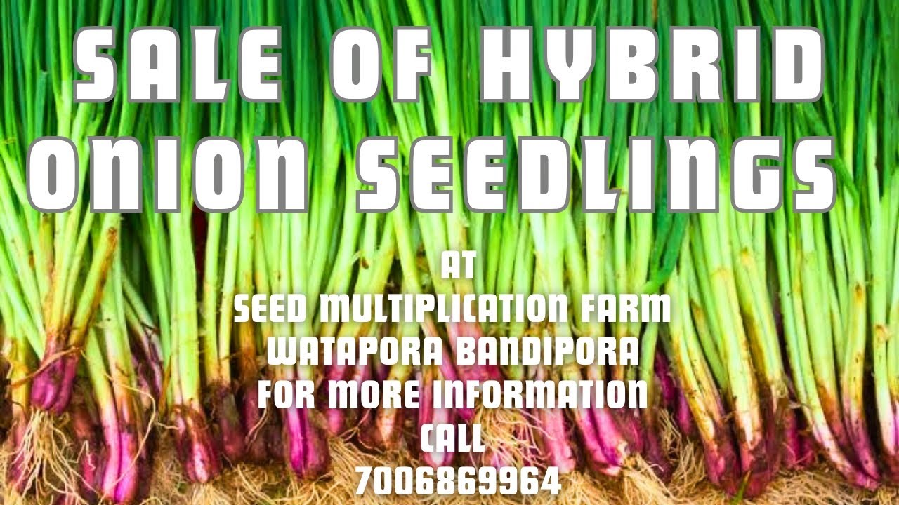 Sale of Hybrid Onion Seedlings on 29th October 2024 at Seed ...