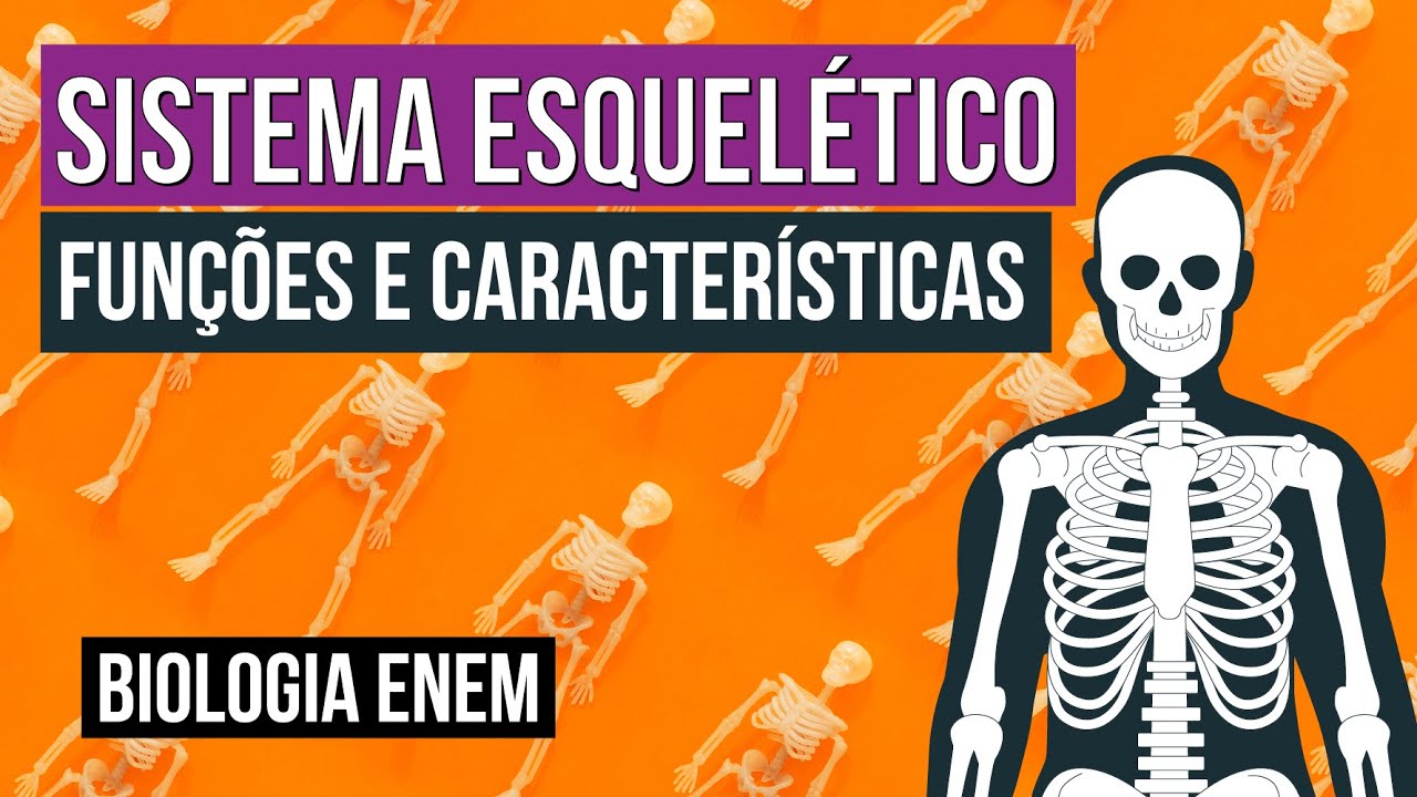 SISTEMA ESQUELÉTICO: funções e características | Biologia para o Enem ...
