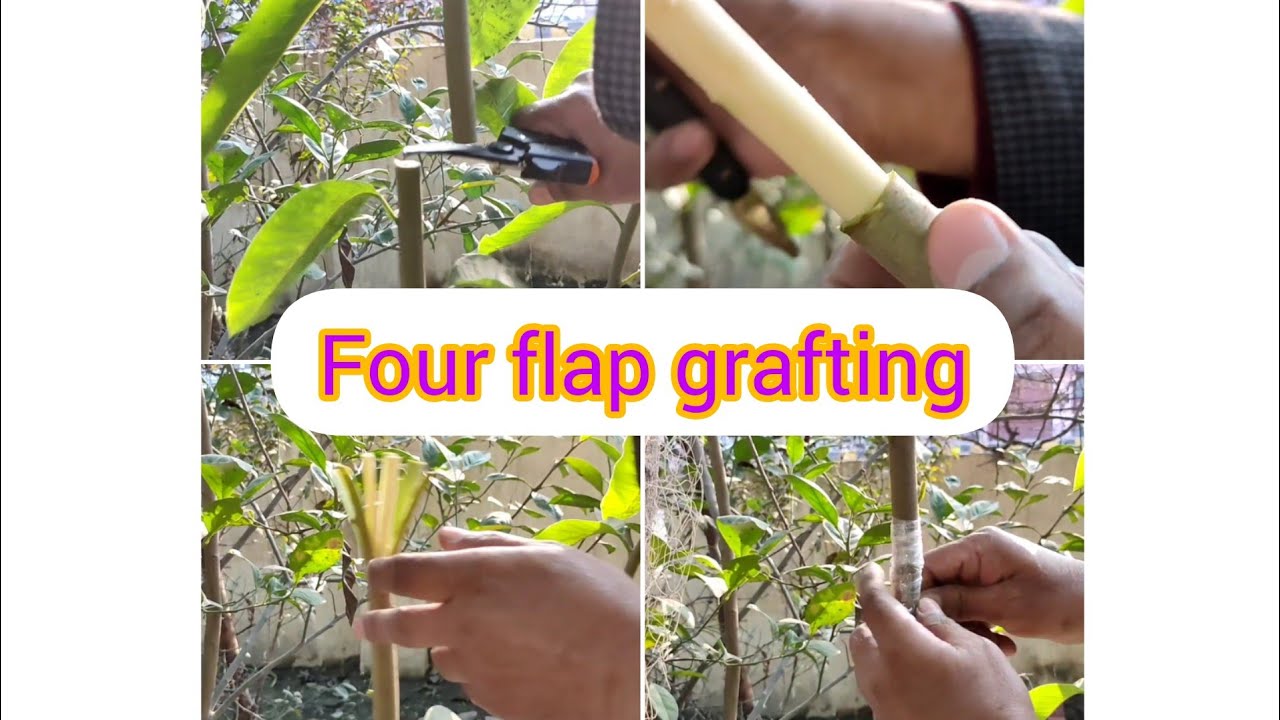 How to do four flap grafting #garden #terracegarden #plants #grafting # ...