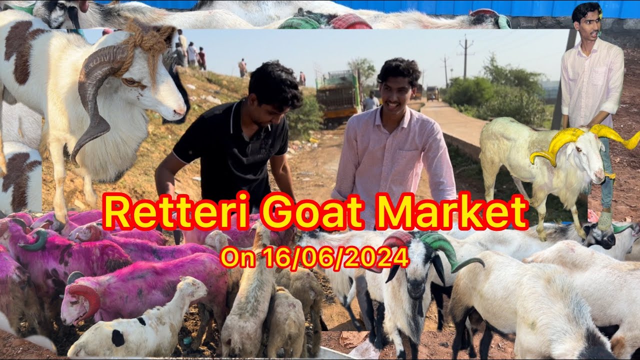 Retteri Goat Market 2024🐐| Bakrid Santhai on 16/06/2024 | Heavy Size ...