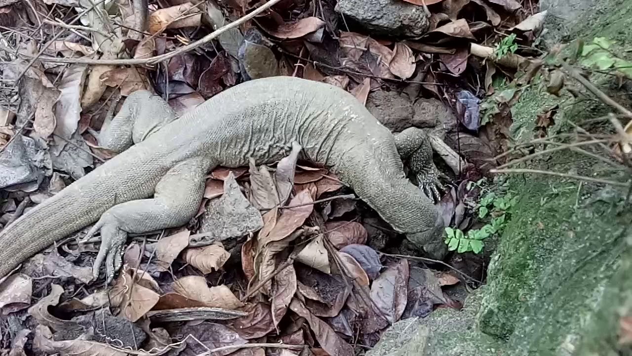 Talagoya's meal time - YouTube