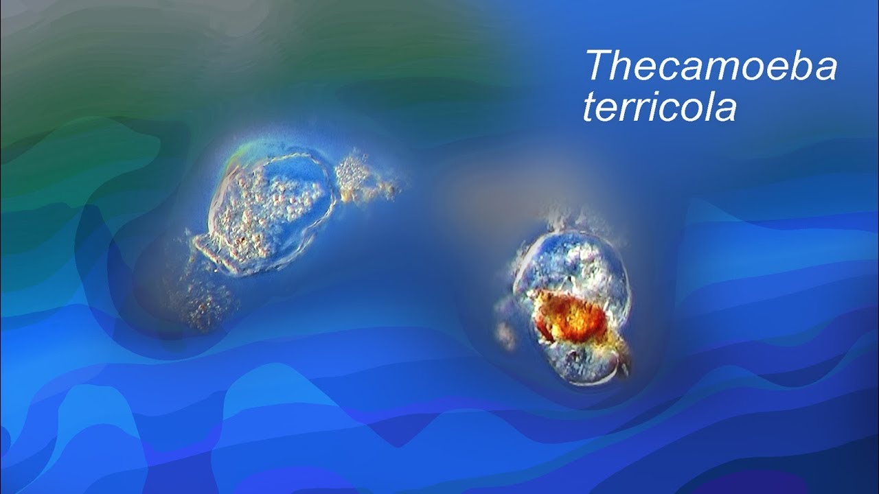 THECAMOEBA TERRICOLA - YouTube
