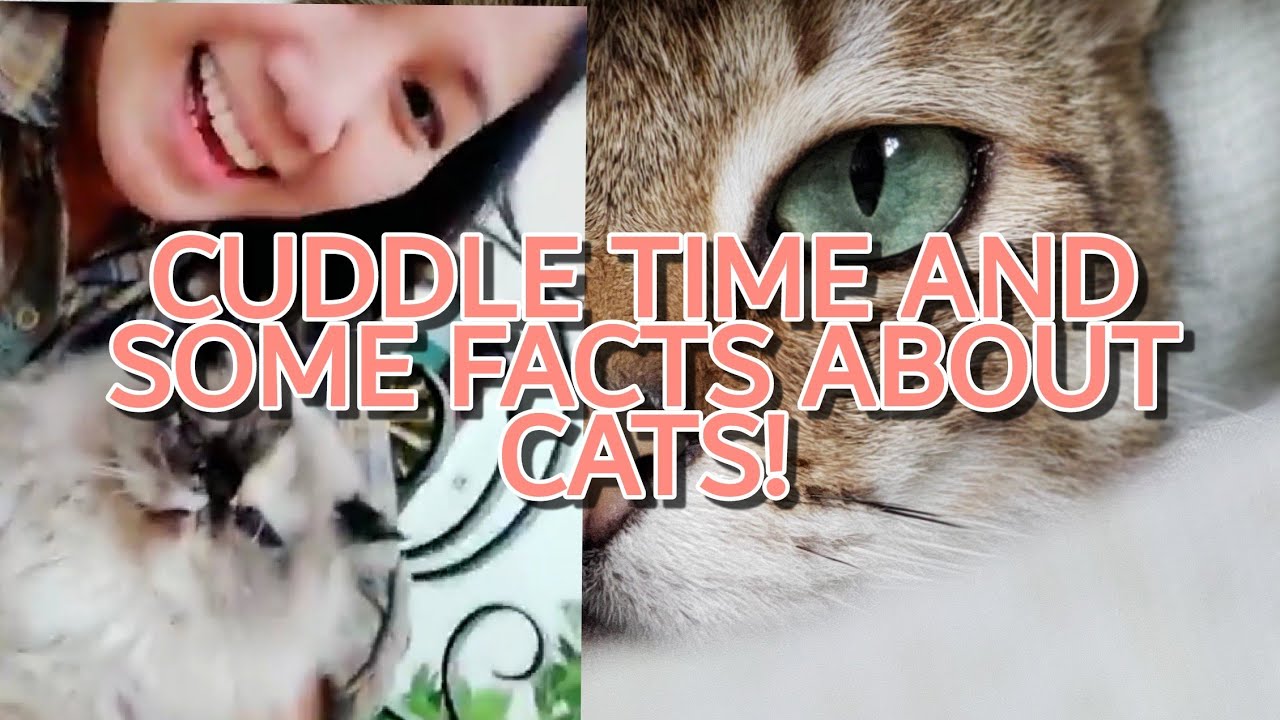 SOME FACTS ABOUT CATS |ARE YOU A CAT LOVER? |CRES MARIANO VLOG - YouTube