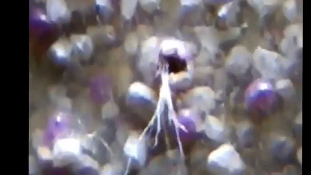 Alien dragging morgellons fibre 30x stabilized - YouTube