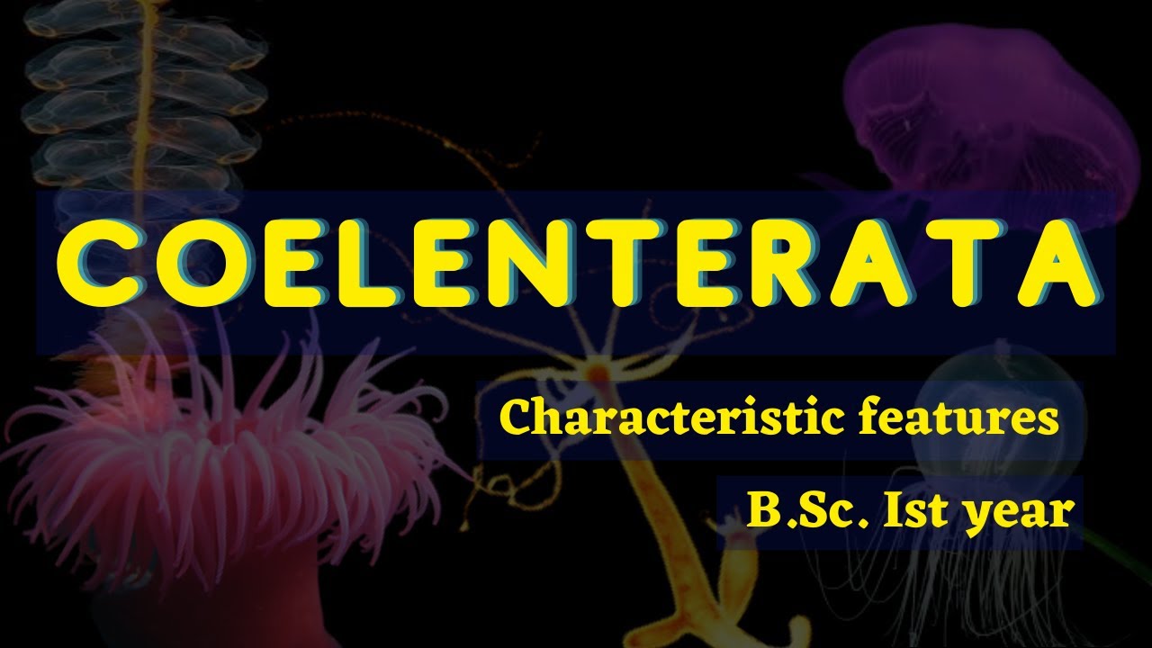 Coelenterata || General characteristics of phylum coelenterata ...