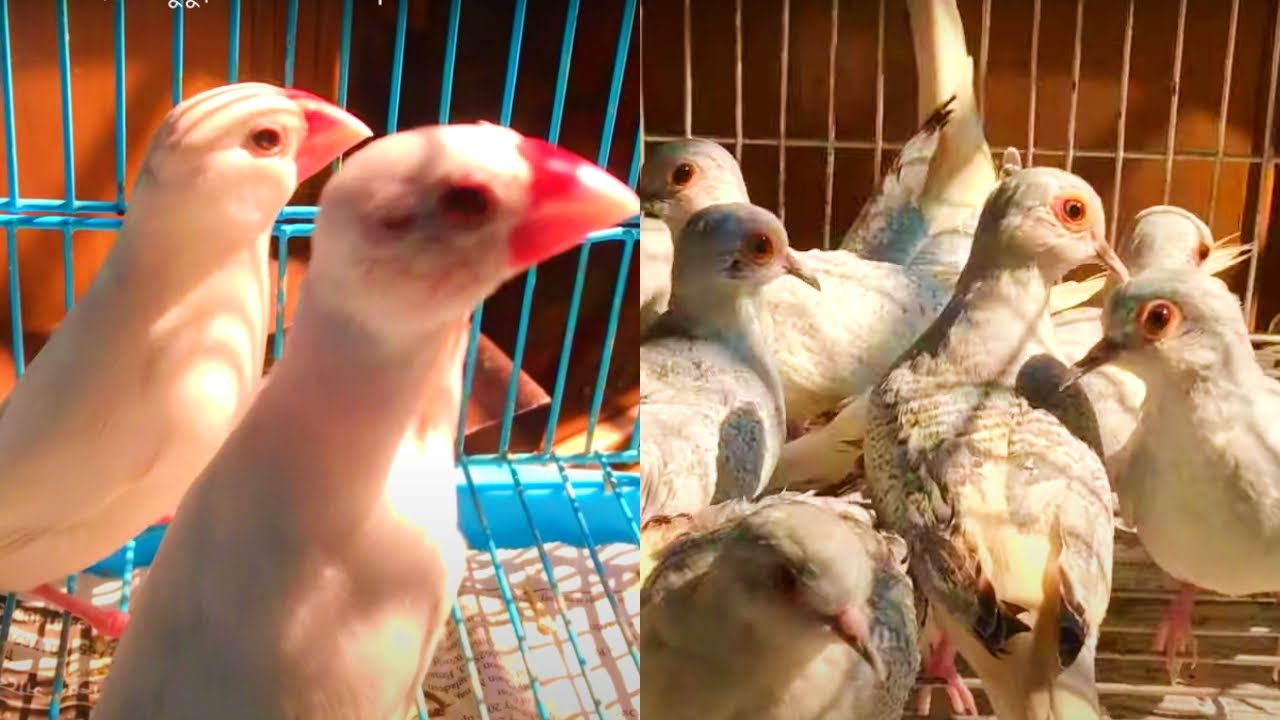 বিক্রীত | Sold: সাদা জাভা এবং ডায়মন্ড ঘুঘু | White Java Sparrow ...