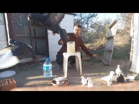 Güvercinler için doğal mucize Turşu suyu