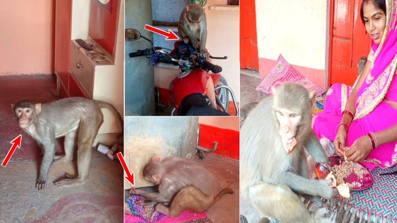 आज़ सूखेलाल ने देखो कैसे पूरा घर छान मारा | Monkeys Eating Anar And ...