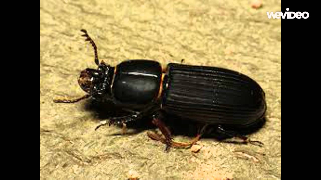 Bess Beetle stridulation - YouTube