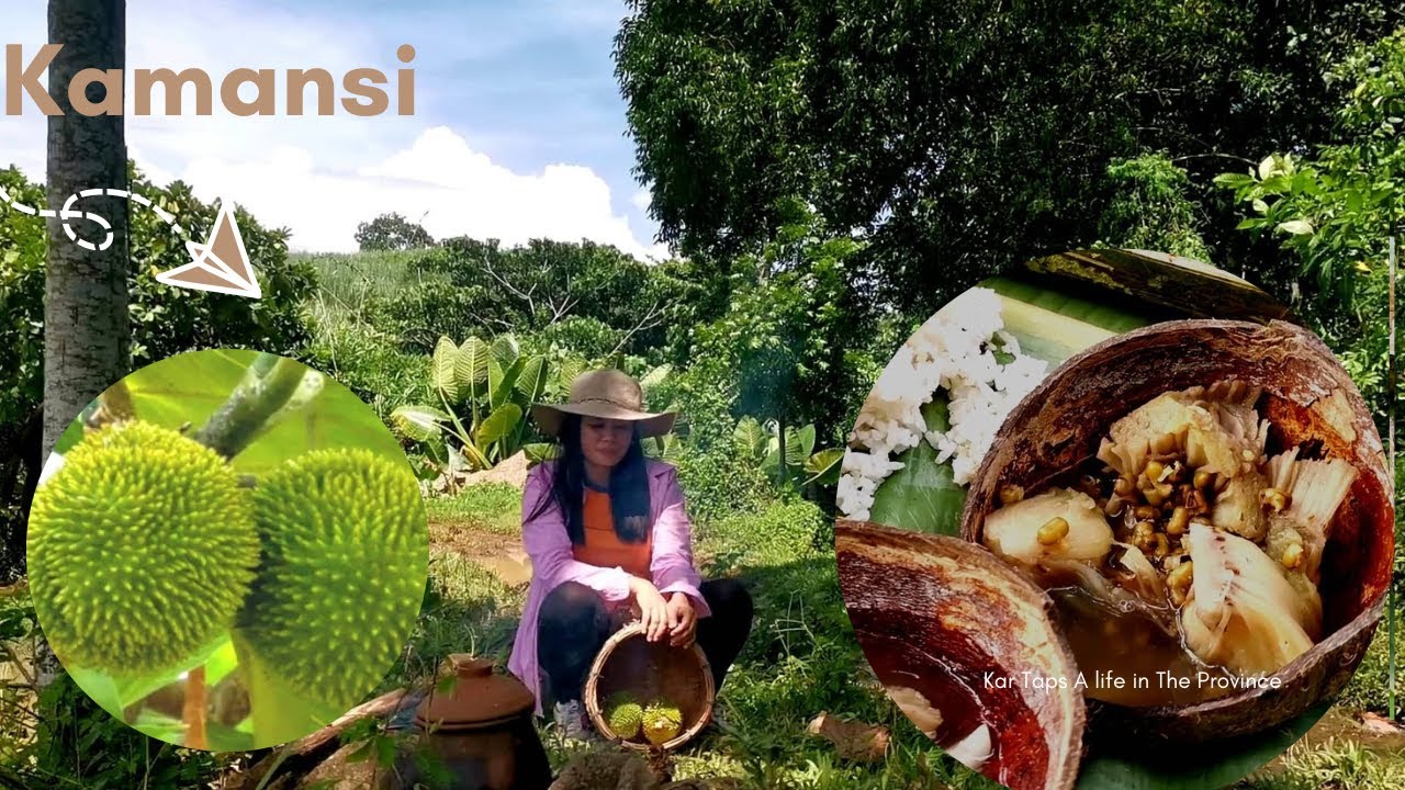 An anti Aging Fruit and its seeds. Harvesting & Cooking Kamansi fruit ...