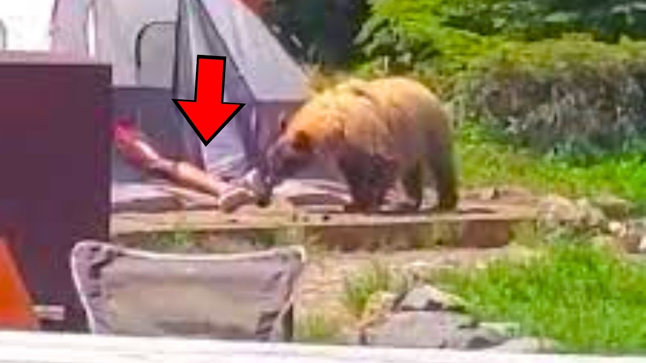 ¡Estos 3 Campistas Fueron Comidos Vivos por un Oso Dentro de su Tienda ...