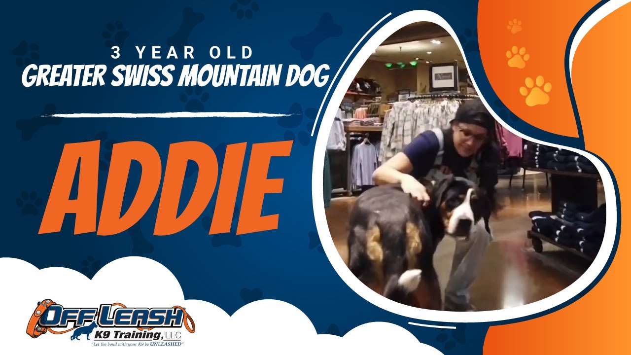 Greater Swiss Mountain Dog, Addie, 3 Years | Best Dog Trainers ...
