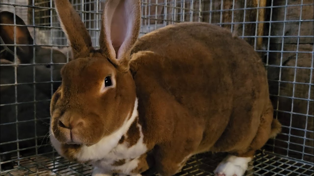 Introducing...some REX, CRÈME D'ARGENT and SILVER FOX rabbits! - YouTube