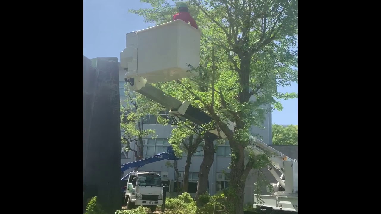 How trees are trimmed in Japan- Cutting Ginko Trees at Mie University ...