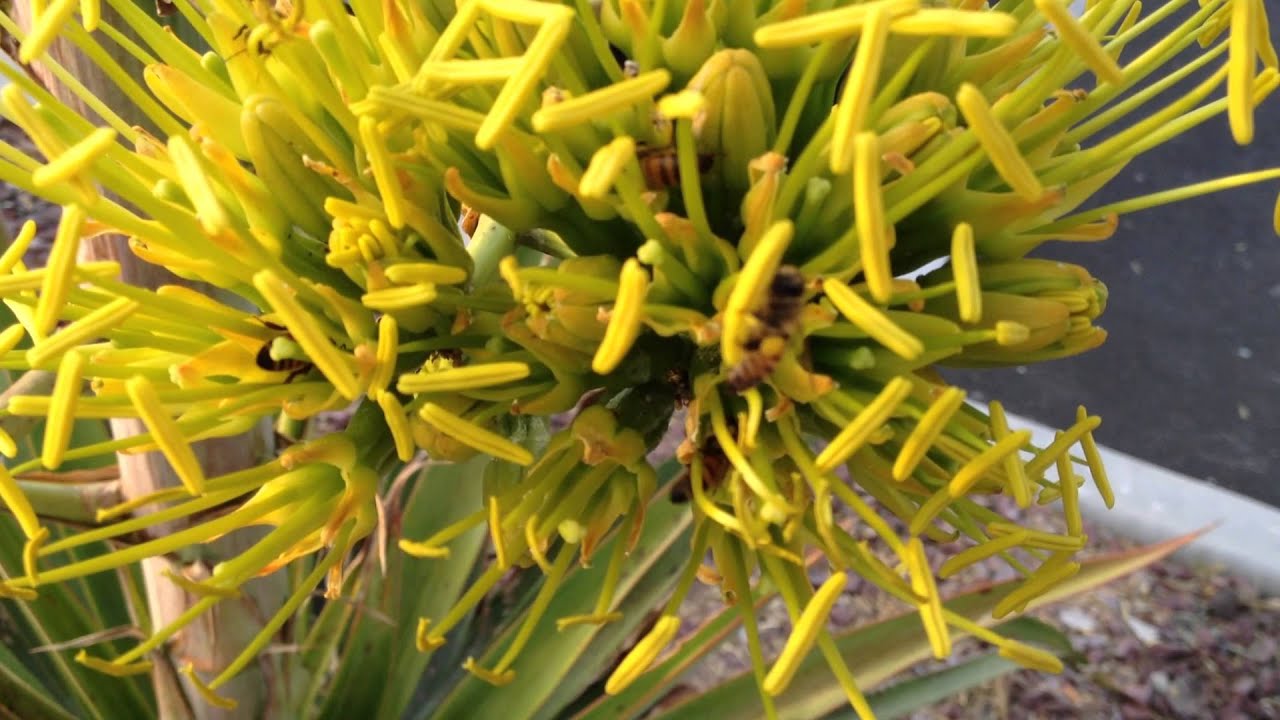Honey Bees pollinating Agave - YouTube