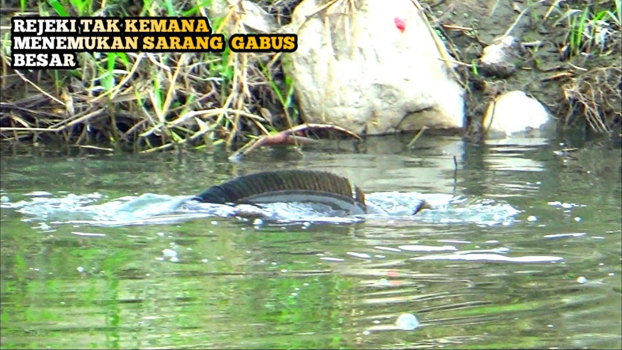 Mancing Ikan Gabus Babon Di Sungai Dangkal Menggunakan Umpan Soft Frog Killer Raja Tega - YouTube