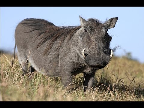 Amazing Facts About Warthogs - YouTube
