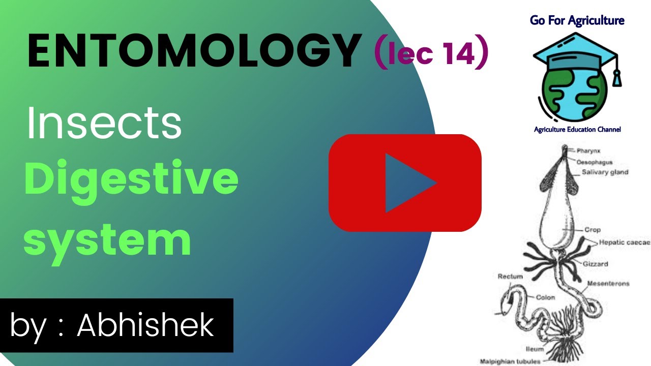 Insects Digestive System • Entomology lecture 14 • Go For Agriculture ...