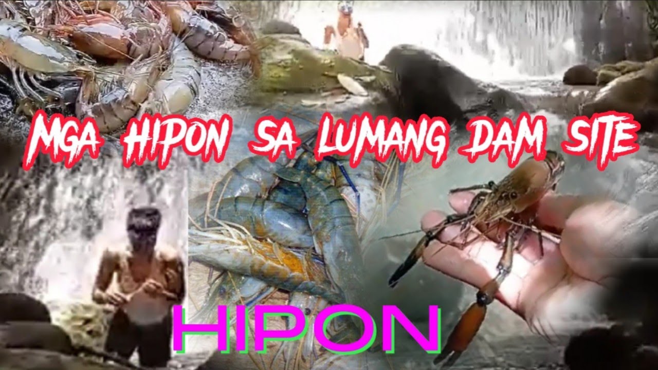 CATCHING HIPON || TRADITIONAL WAY OF CATCHING FRESH WATER SHRIMP ...