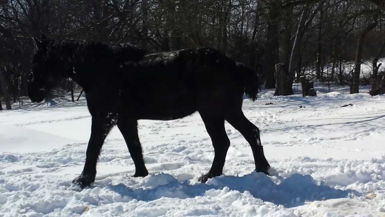 Draft horse displaying ataxia when walking - YouTube