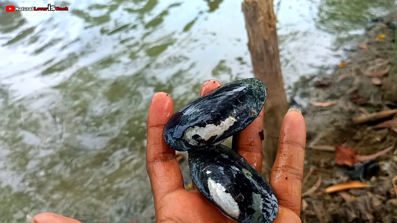 jhinuk catching // pond se oyster catching 🦪 - YouTube