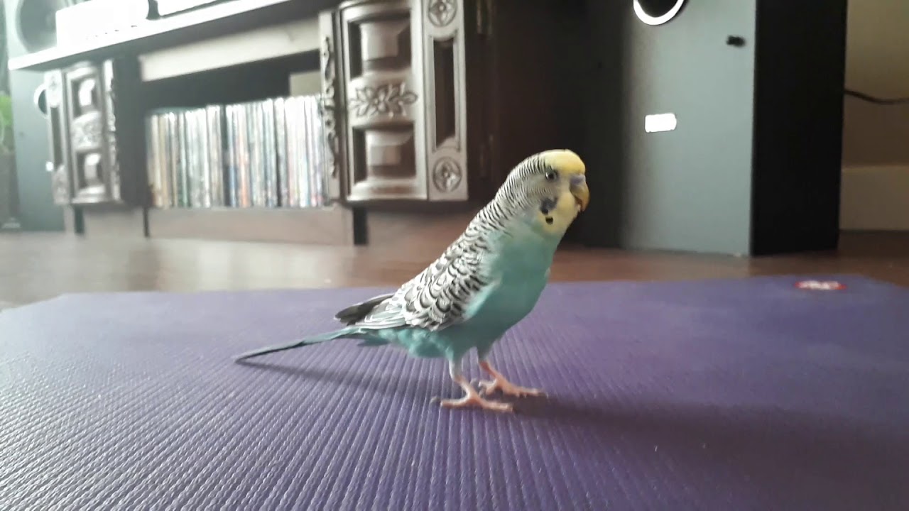 BABY budgies running around - YouTube