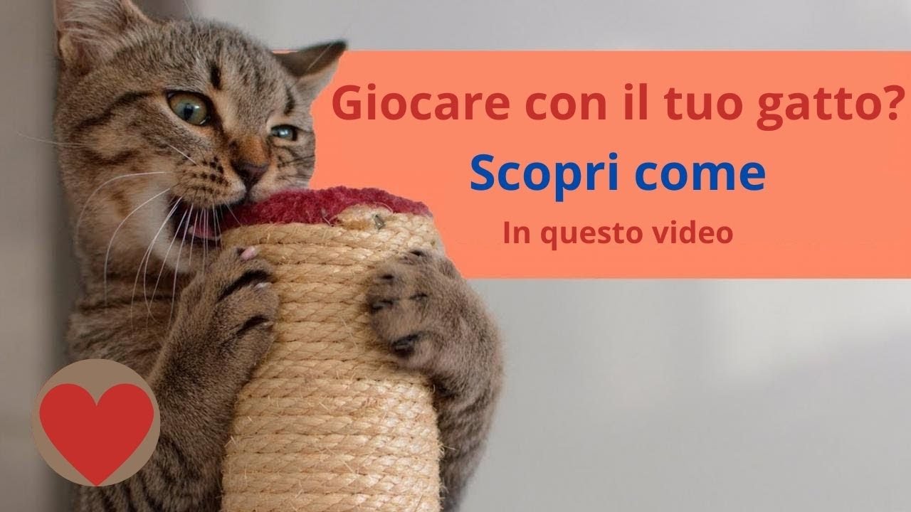 Giochi Felini: Massima Felicità per il Tuo Gatto - YouTube