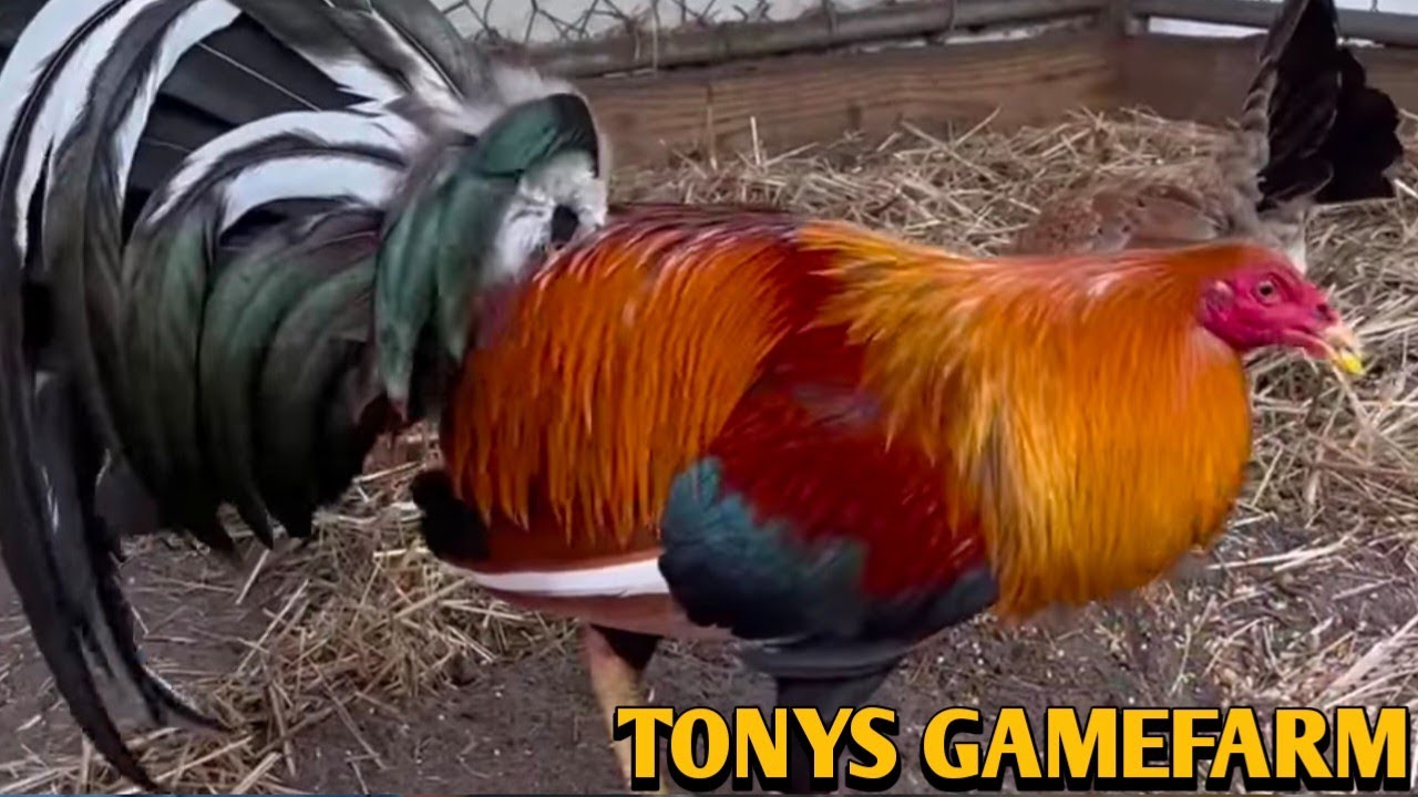 Sweater Hatch Greys - TONYS FARM - YouTube