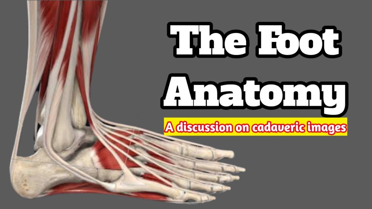 FOOT ANATOMY | LOWER LIMB ANATOMY #AnatomyHub - YouTube
