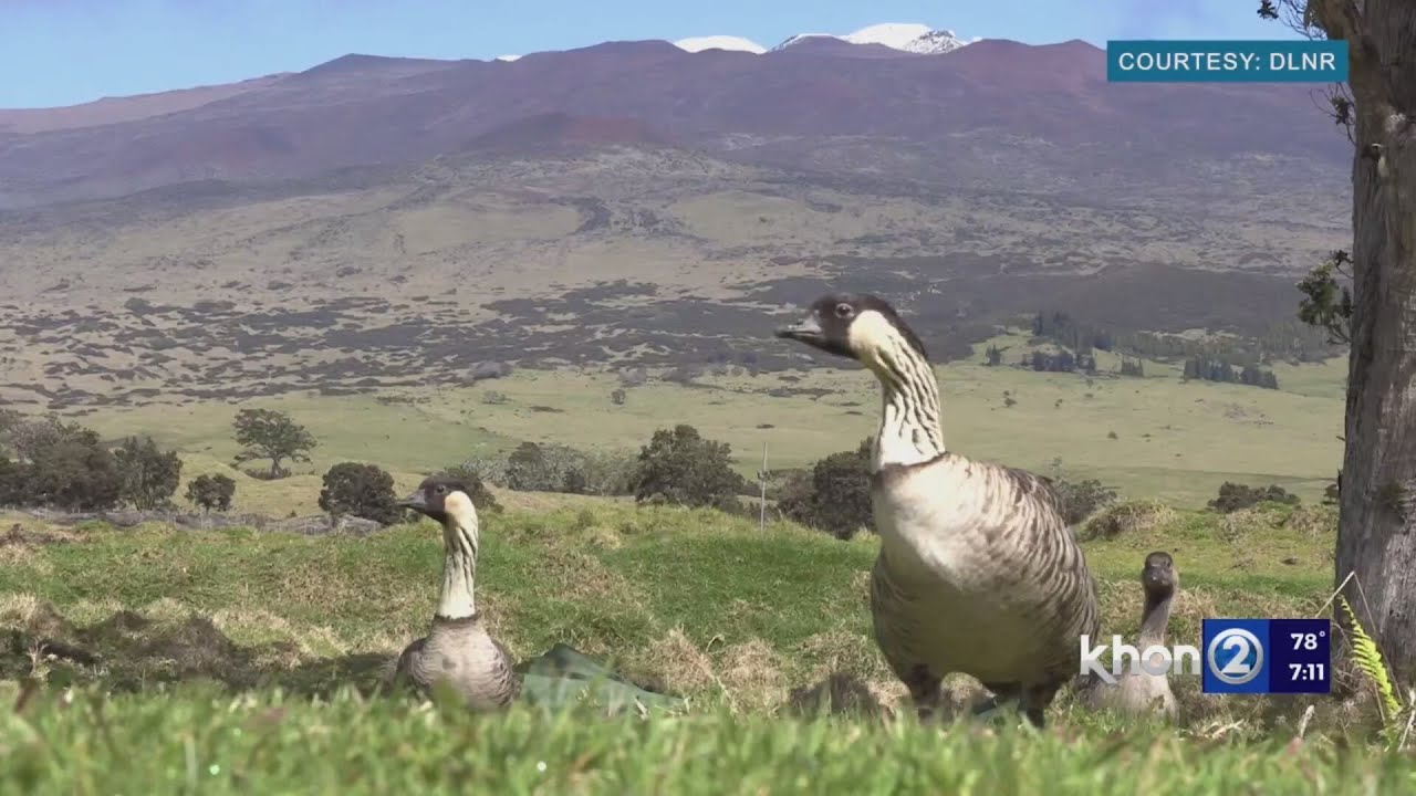 Dog tramples endangered Nene nest leaving cracked eggs - YouTube