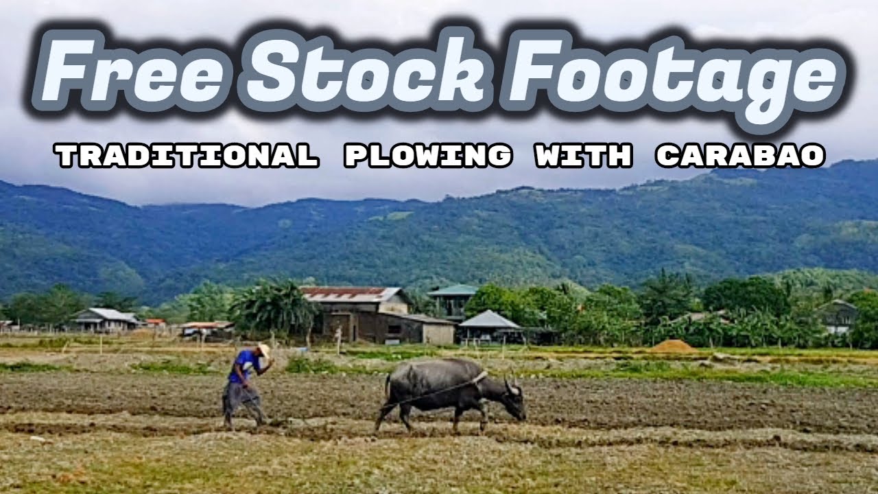 Magsasaka at Kalabaw (Farmer & Carabao) - Free To Use Stock Footage No ...