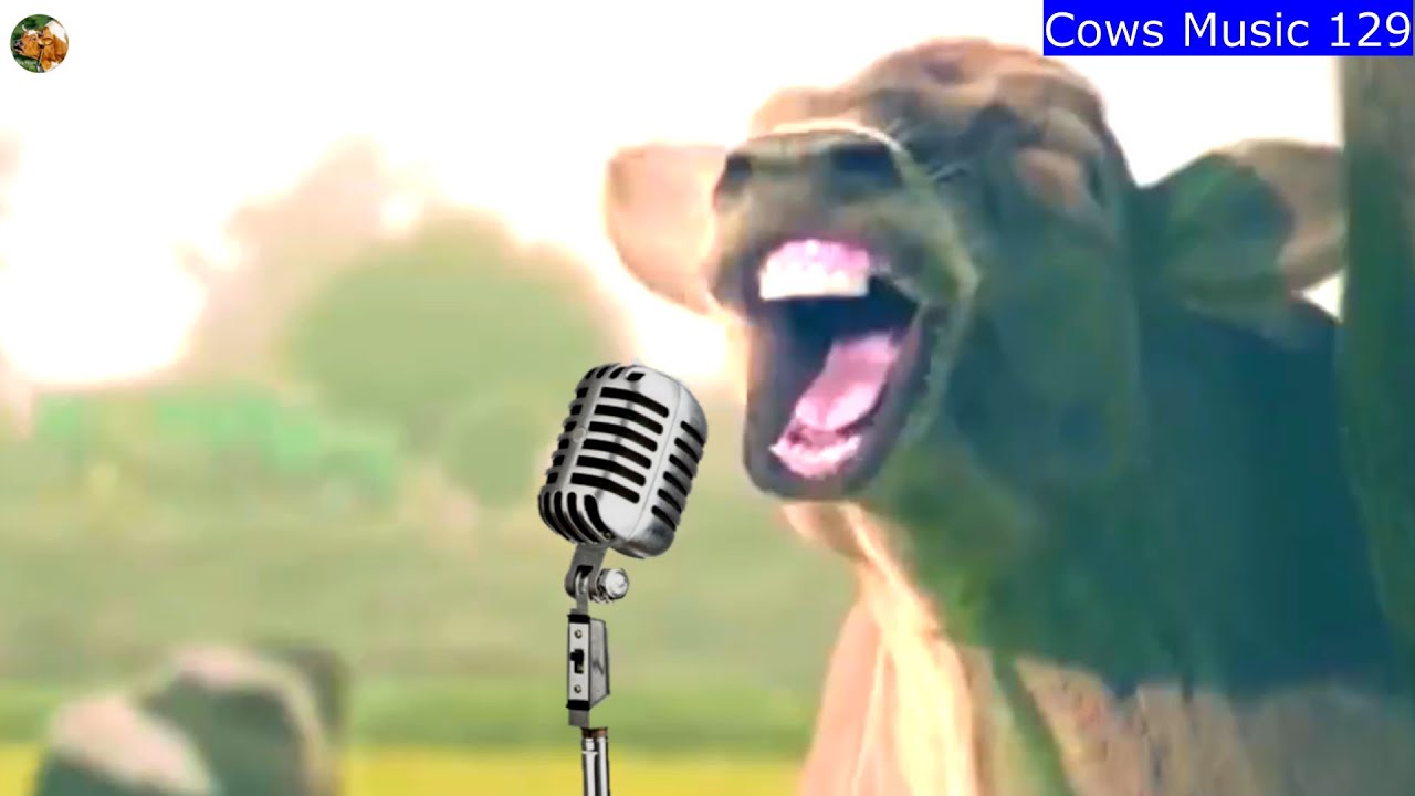 FUNNY COW DANCE 129 | COW MOOING SOUNDS | COWS MUSIC 2024 - YouTube
