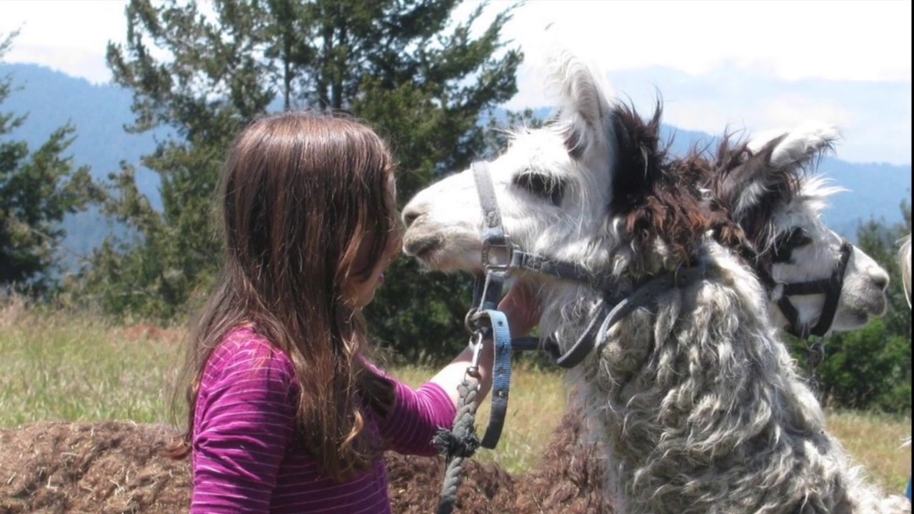 llama love - YouTube