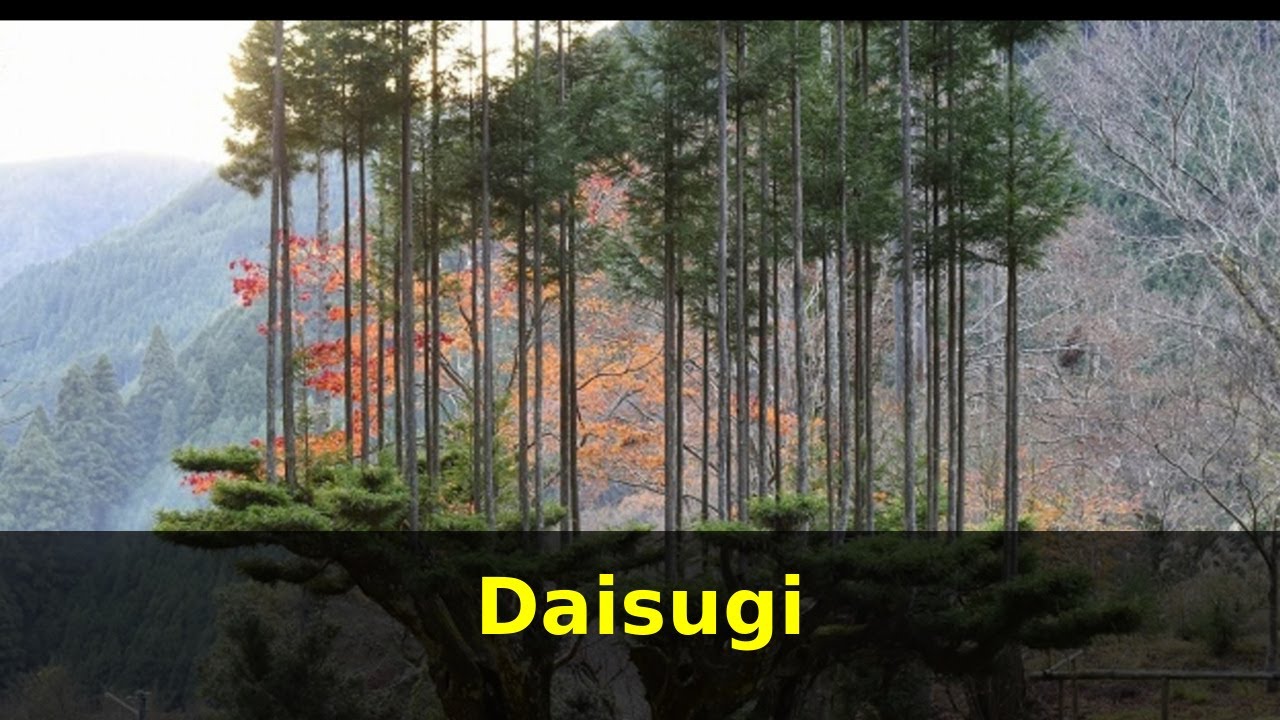 Daisugi - Japanese Forestry Technique of goring straight parallel ...