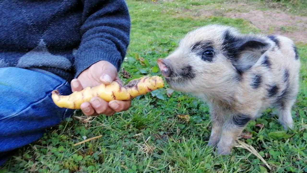 papa dando de comer a chanchito en el potrero - YouTube