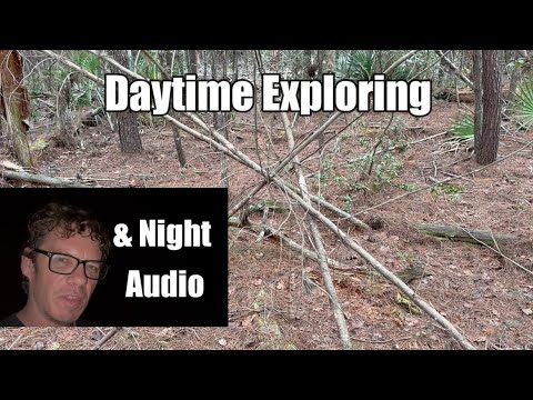 Night Recording and Daytime Exploration in Ocala National Forest - YouTube