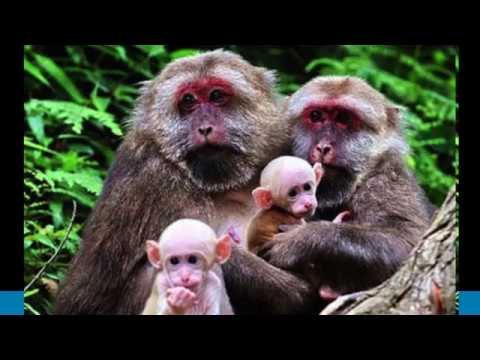 What Is Rhesus Monkey In Biology