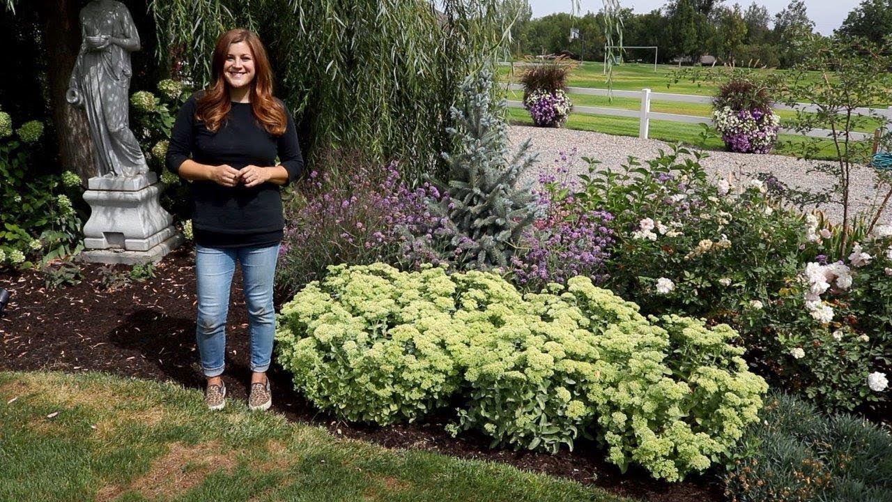 1-Year Plant Growth Update | Landscape Favorites by Proven Winners ...