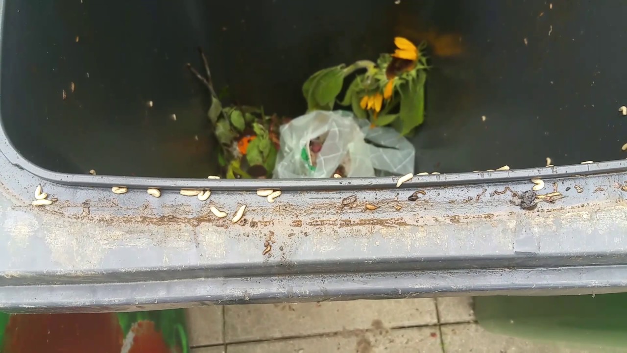 Yummy maggots - YouTube