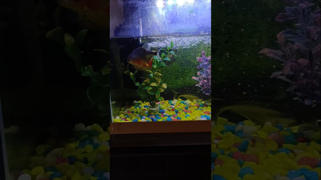 #fish #aquarium dana dala he 🦈🐋🐟🐠😳😘🥰 - YouTube