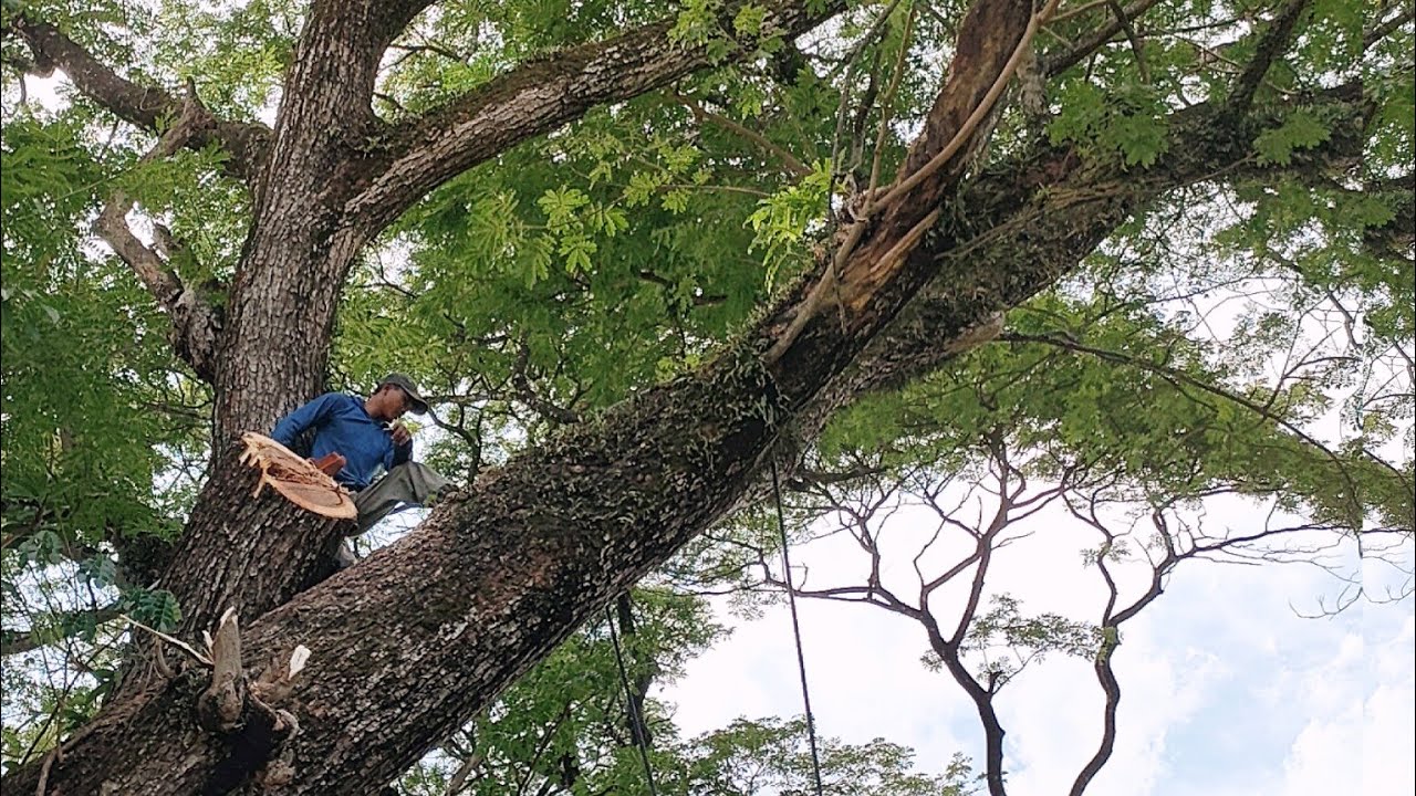 High guts... Cut down the tallest tree in the garden. - YouTube