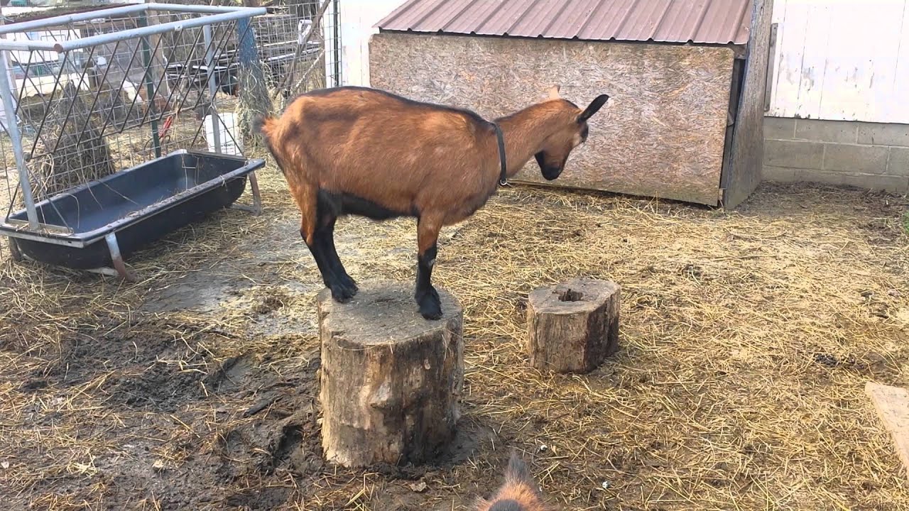 Goat on Stump - YouTube