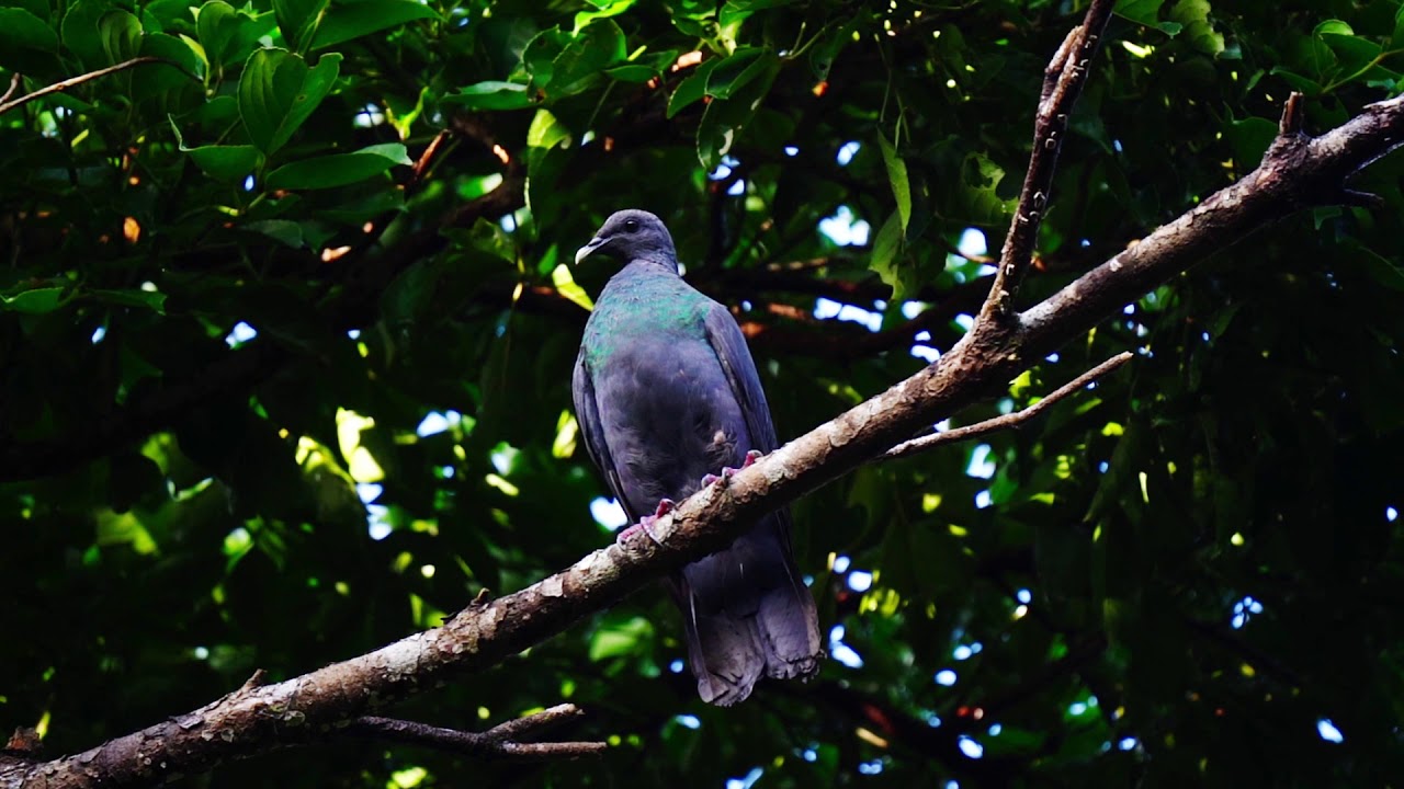 Japanese wood pigeon カラスバト - YouTube